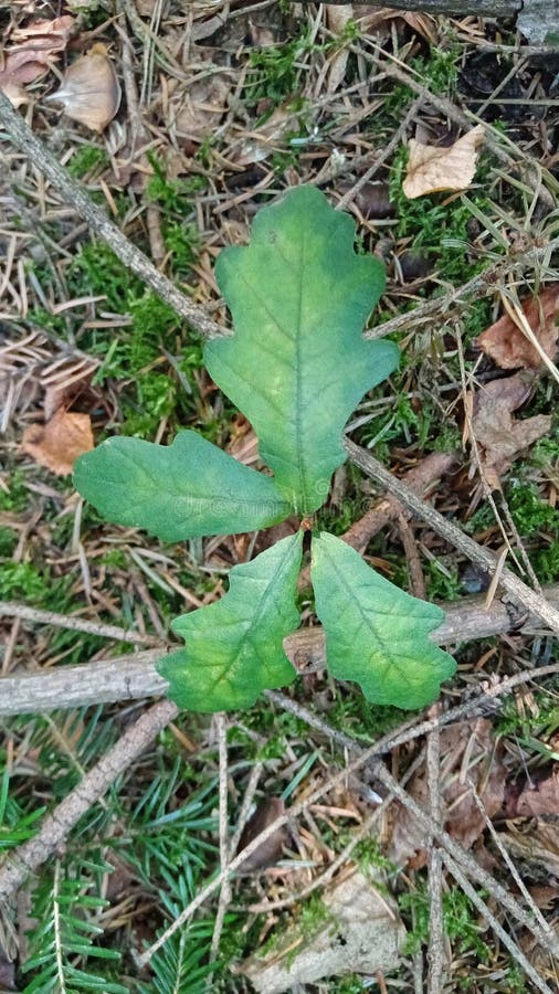A Young Oak Tree with Four Leaves Stock Image - Image of botany, ground ...