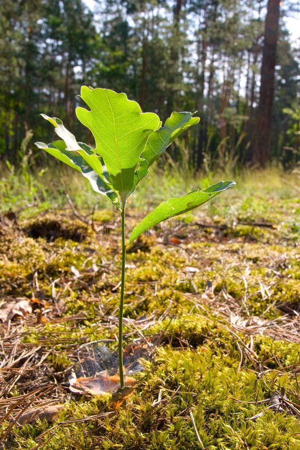 Young oak tree stock photo. Image of season, closeup - 82360868