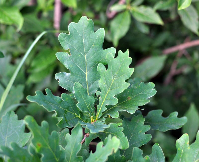 Leaves on a young oak tree stock photo. Image of background - 254107998