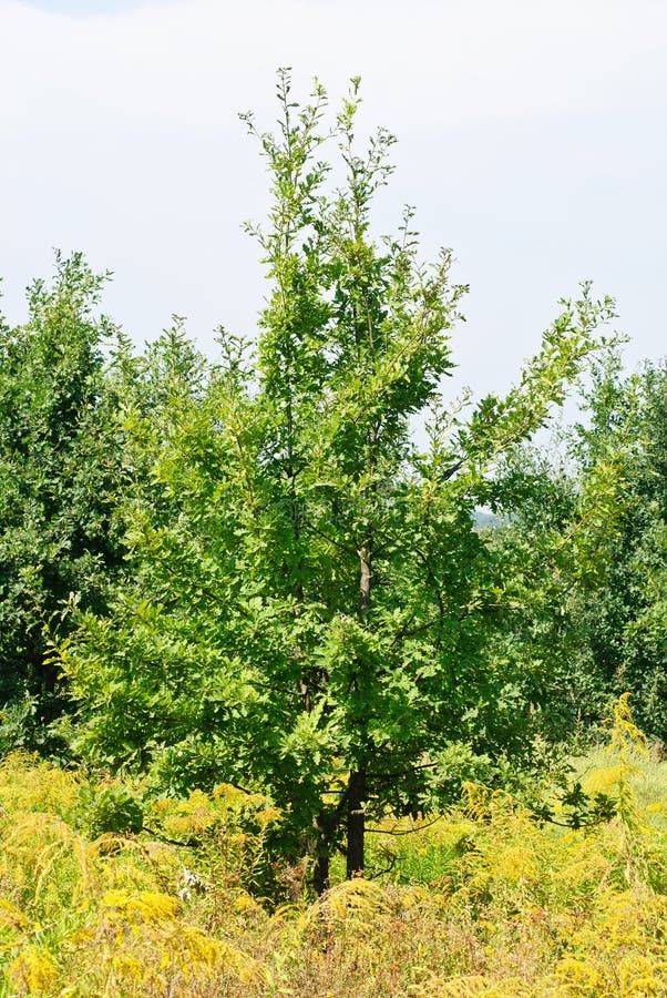 Young oak in tall grass stock photo. Image of nature - 37699066