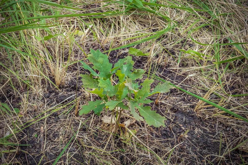 Young oak tree on the plot stock image. Image of nature - 293923881