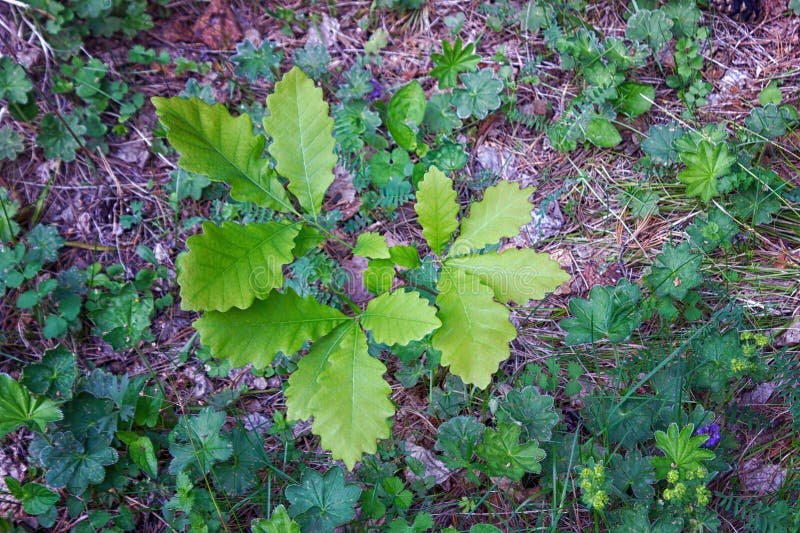 Young Oak Tree. Quercus Mongolica Young Plant in the Forest Stock Image ...