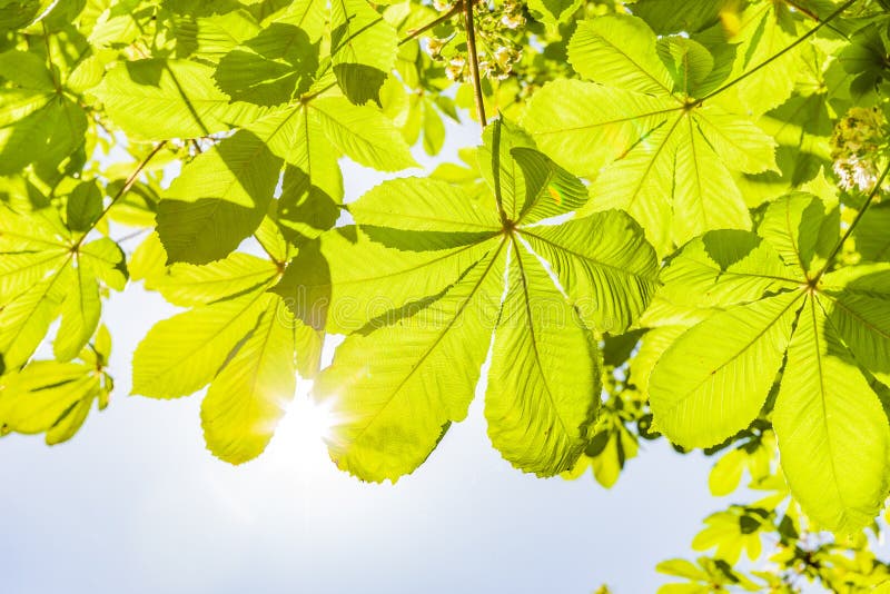 Young Oak Treei N Human Hands Stock Photo - Image of leafage ...