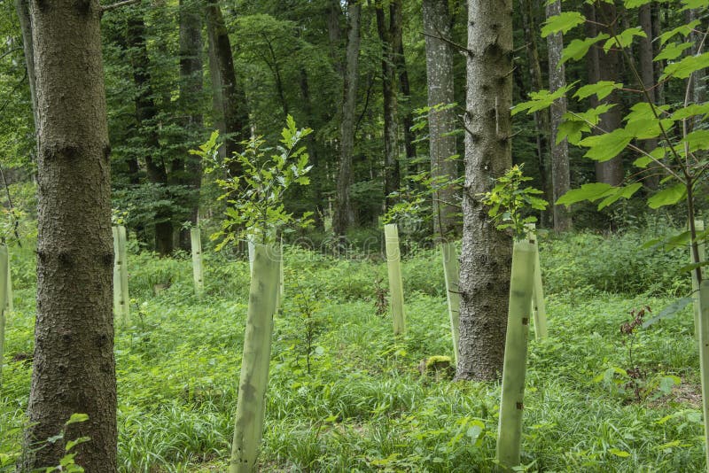 Young Oak Trees Protected with Plastic Tubes Stock Image - Image of ...