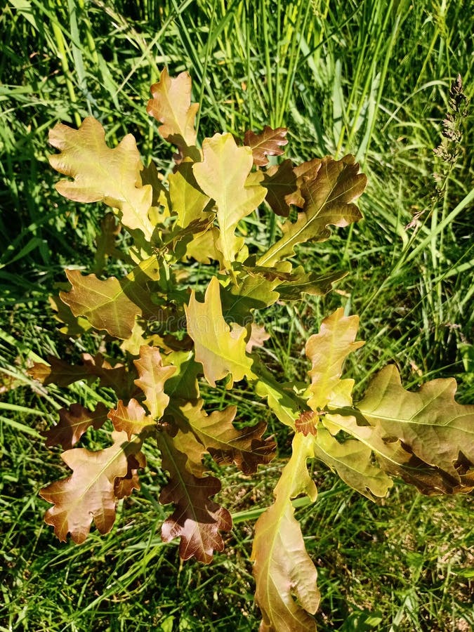 Young Oak Trees Sprouting in a Meadow Stock Photo - Image of trees ...