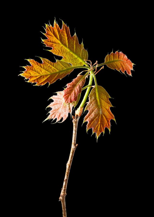 Young oak twig stock photo. Image of seedling, botany - 46713572