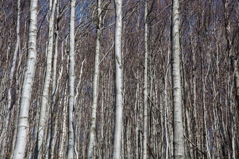 Young oak forest stock photo. Image of park, young, natural - 115010508