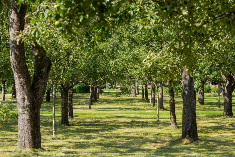 Apple Trees Acre Stock Photos - Free & Royalty-Free Stock Photos from ...