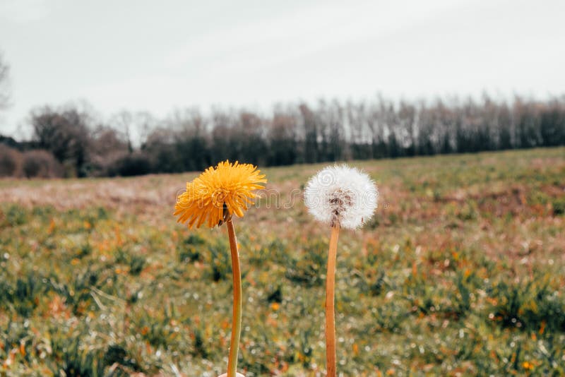 Young and Old Dandelion on a Green Field Stock Photo - Image of plant ...