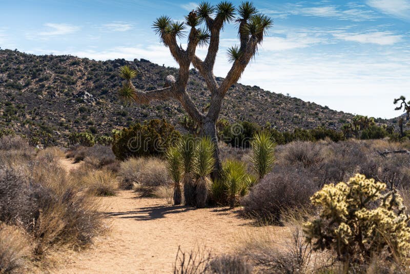 Young and Old Joshua Trees stock photo. Image of desert - 175239364