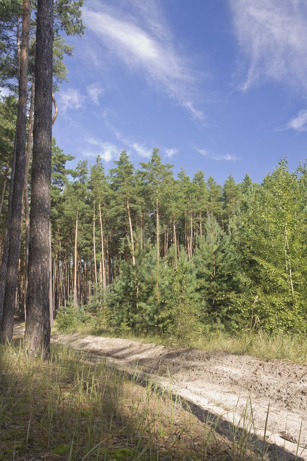 Young and Old Pine Side by Side in Wood at Summer Morning Stock Image ...
