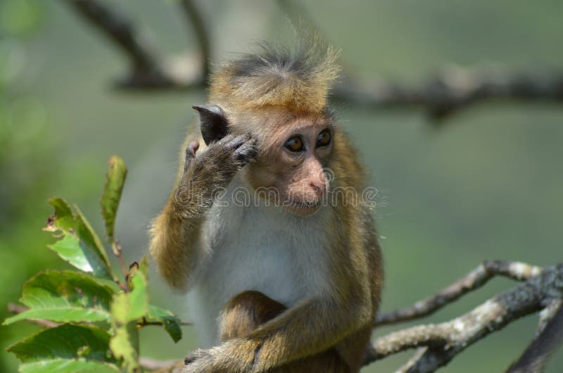 Young Old World Monkey on the Tree. Stock Image - Image of tree, monkey ...