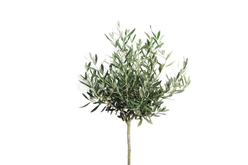 Young Olive Tree on Light Background Stock Image - Image of natural ...