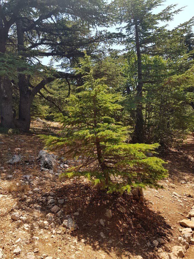 The young one stock image. Image of young, 20years, arze - 98806581