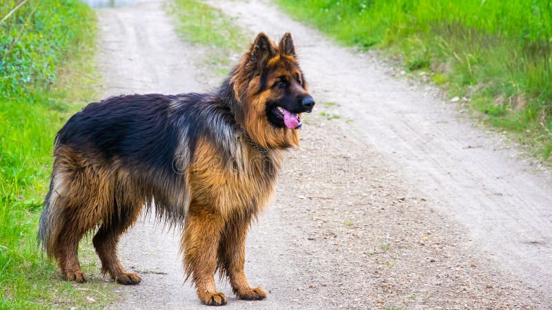 Young One-year-old German Shepherd in Nature Stock Image - Image of ...