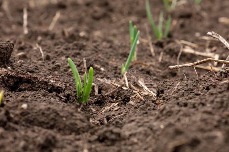 Young Onion Shoots in the Open Ground Stock Image - Image of grass ...