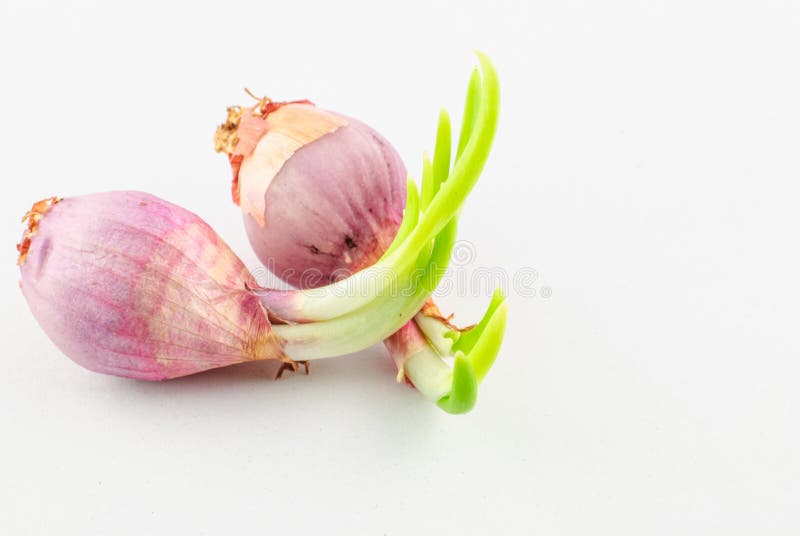 Young Onion Trees stock image. Image of white, bulb, vegetable - 49744839