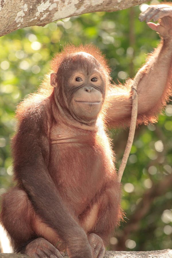 Orangutan - Baby with Funny Face Stock Image - Image of baby, orangutan ...