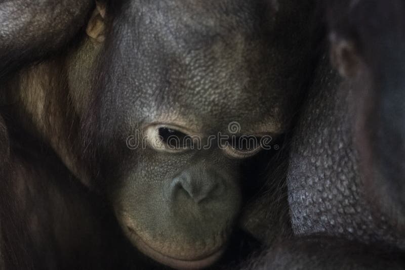 1,256 Serious Monkey Stock Photos - Free & Royalty-Free Stock Photos ...