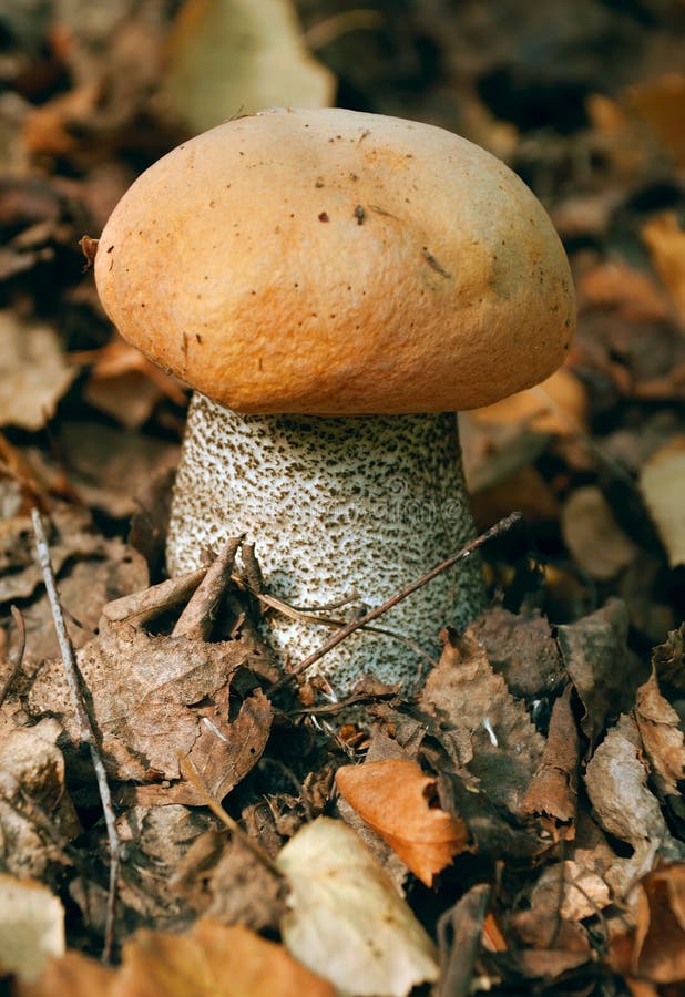 The Young Orange-cap Boletus Mushroom. Stock Image - Image of autumn ...