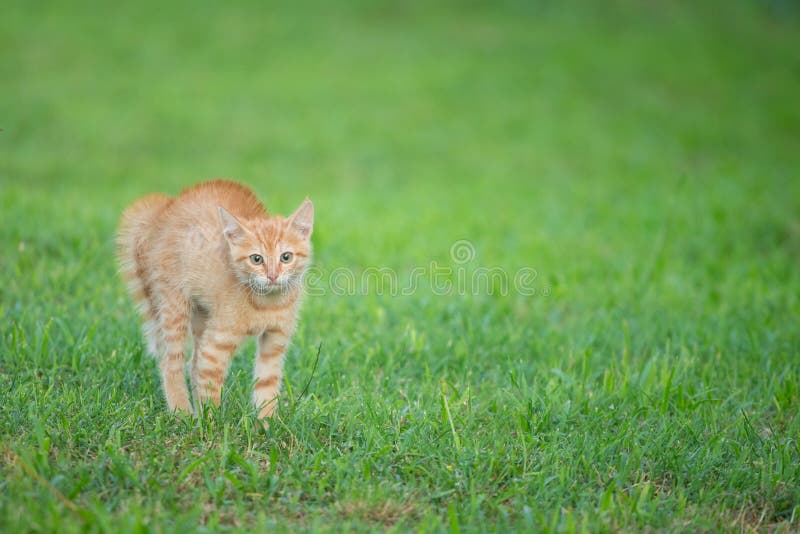 Young Orange Cat Standing on Green Grass and Looking Scared at Black ...