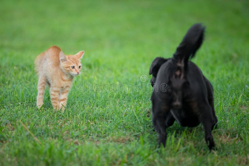 Young Orange Cat Standing on Green Grass and Looking Scared Stock Image ...