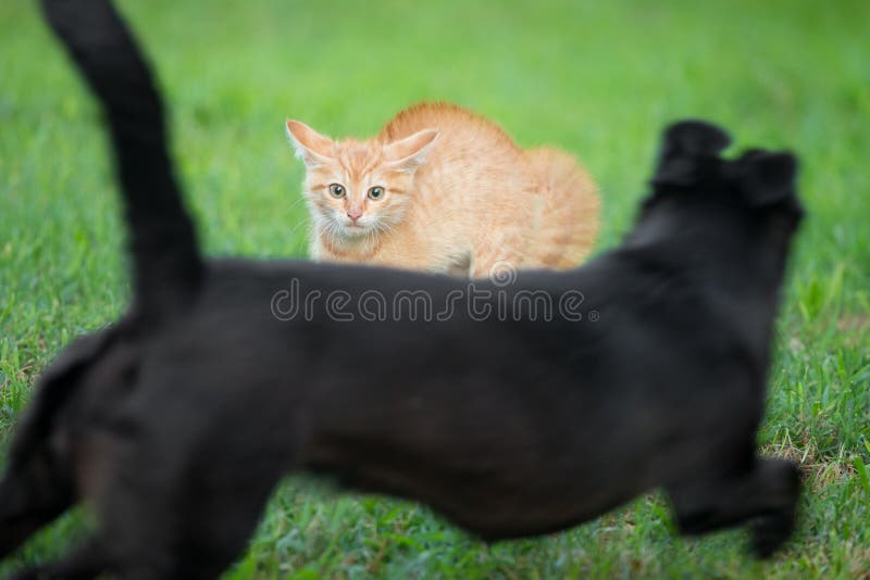 Young Orange Cat Standing on Green Grass and Looking Scared at Black ...