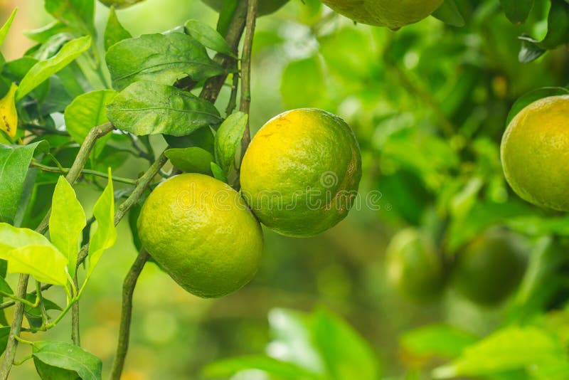 Young orange groves stock image. Image of harvest, nature - 56120217
