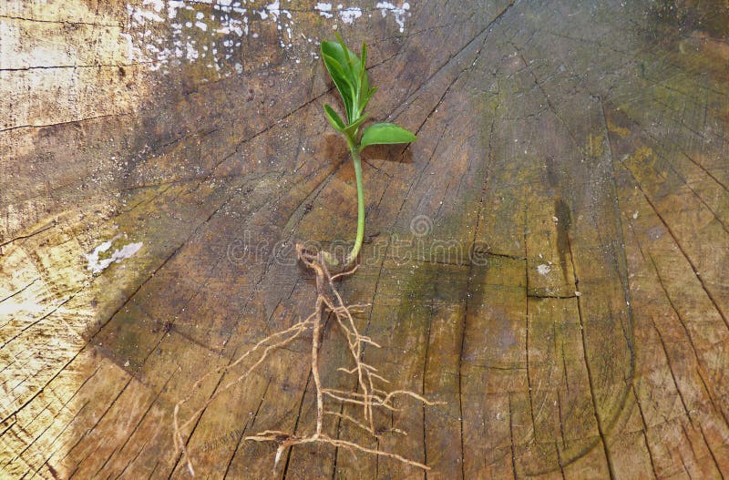 Young Orange Plant stock image. Image of growth, environment - 140885577