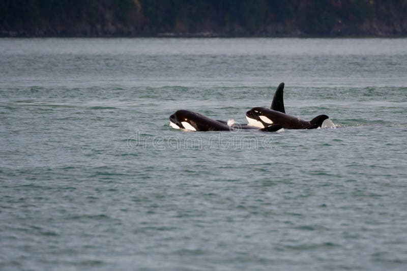 Two Orcas Swimming stock photo. Image of horizontal, white - 12132442