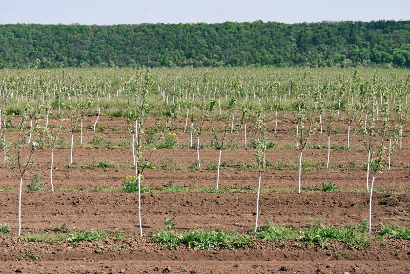 Young Orchard. Row of Fruit Trees Stock Photo - Image of natural, green ...