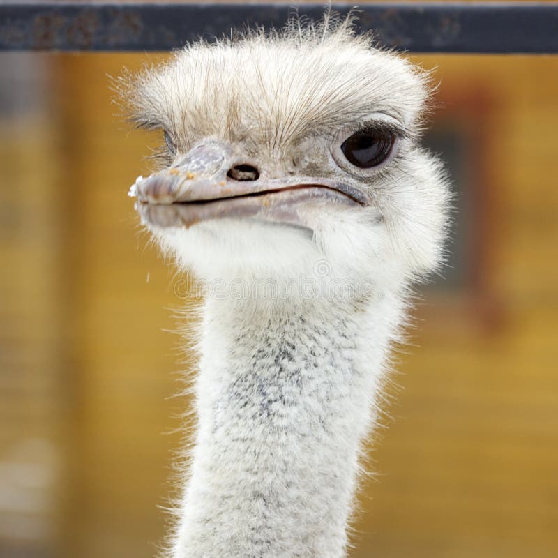 Ostrich suspicious stock image. Image of ostrich, suspicious - 17489761