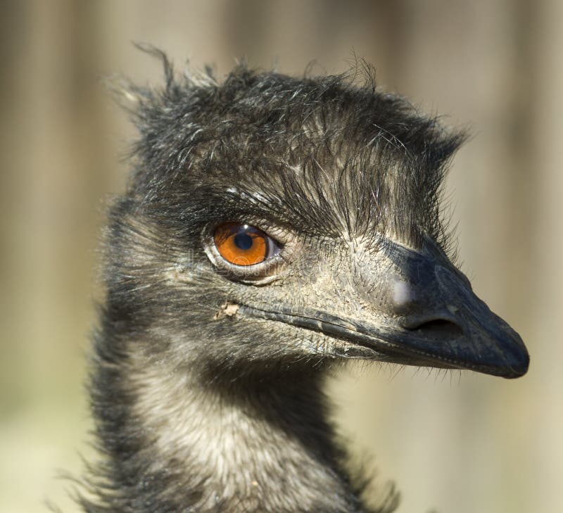 Young ostrich stock photo. Image of ostrich, feather - 24358734