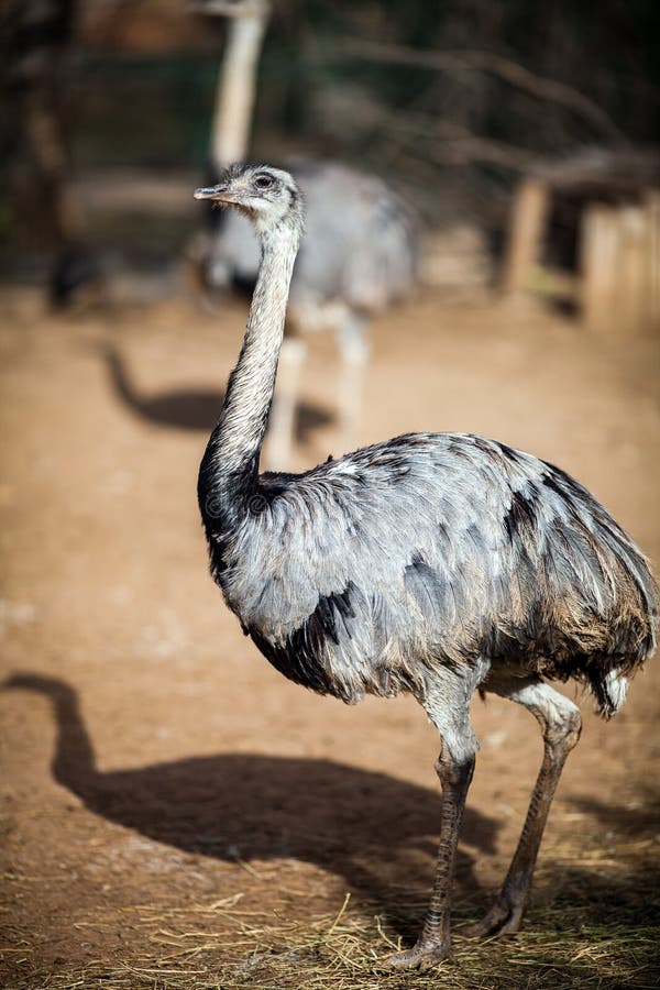 Young Ostrich Walking Ostrich Farm Stock Photo - Image of flightless ...