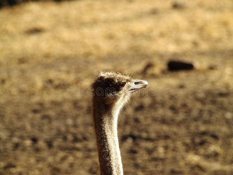 Young Ostrich Closeup of Head and Neck Stock Image - Image of nature ...