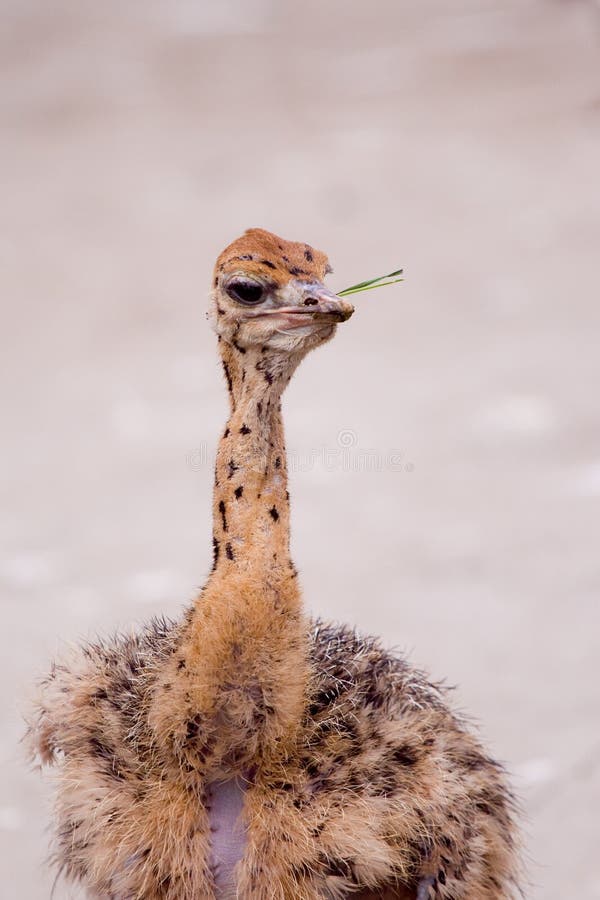 Young ostrich stock image. Image of grass, home, domesticated - 68640529