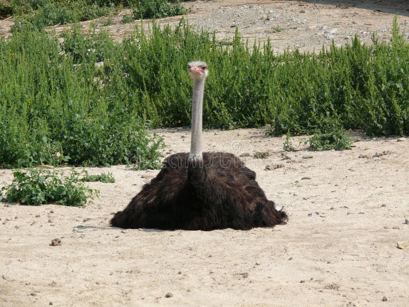 689 Ostrich Sitting Stock Photos - Free & Royalty-Free Stock Photos ...