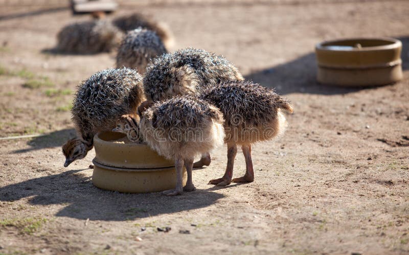 Young Ostriches stock image. Image of female, farming - 22029141