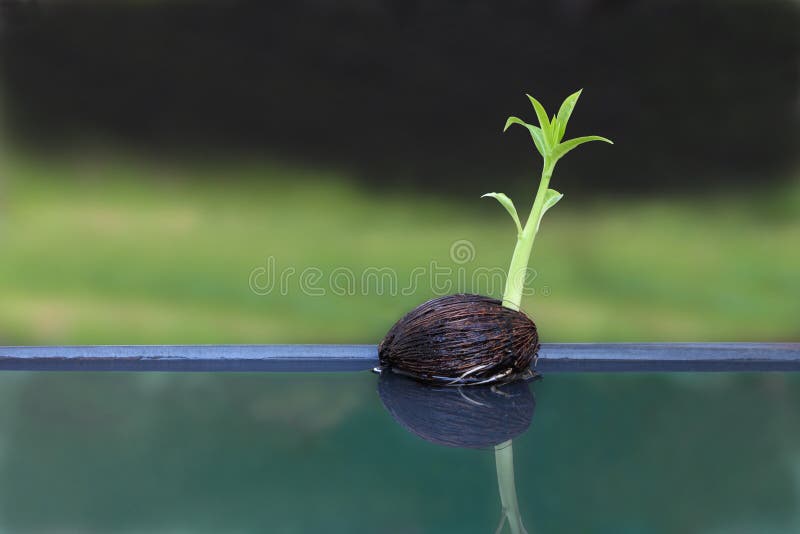 Young Othalanga Sprout Seed Float Stock Photo - Image of life, float ...