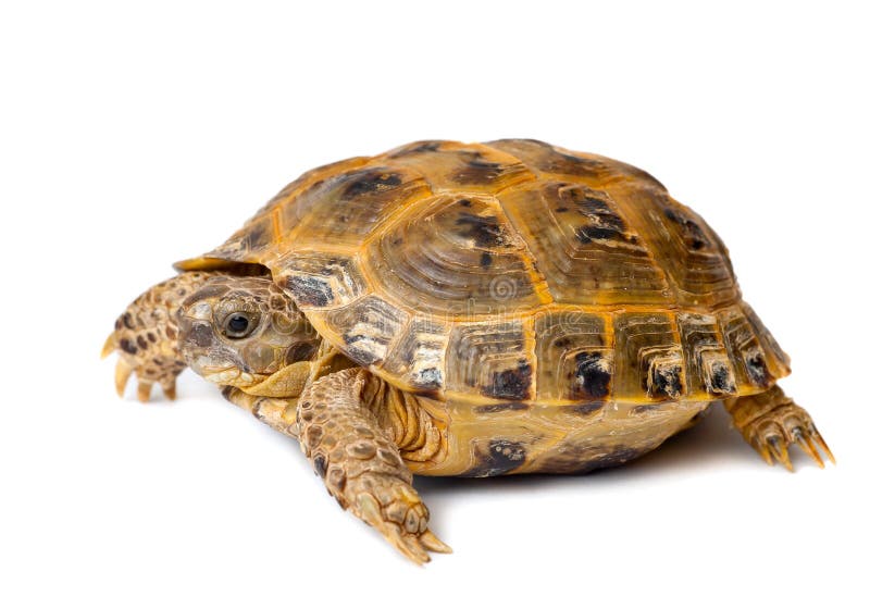 Turtle stock image. Image of carapace, shield, turtle - 3446463