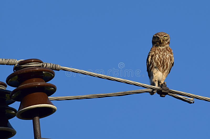 382 Line Owl Stock Photos - Free & Royalty-Free Stock Photos from ...