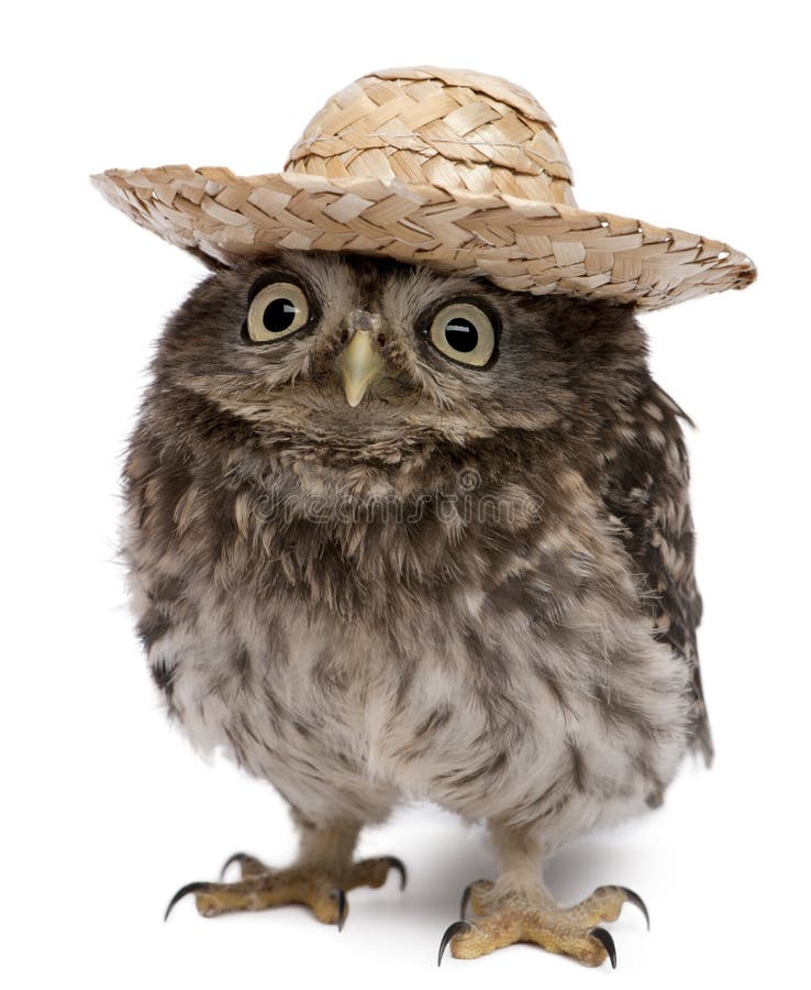 Young owl wearing a hat stock image. Image of feather - 16713407