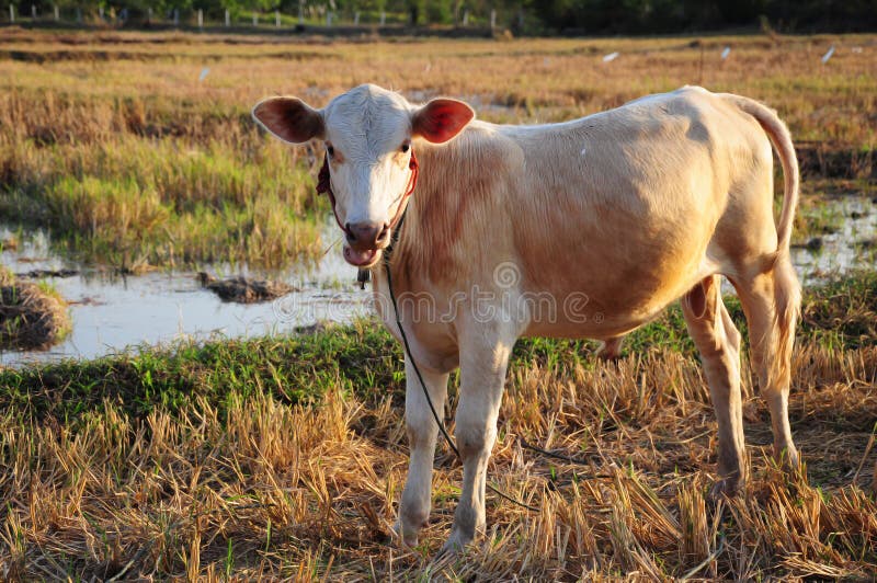 Young ox stock photo. Image of environment, america, natural - 43211352