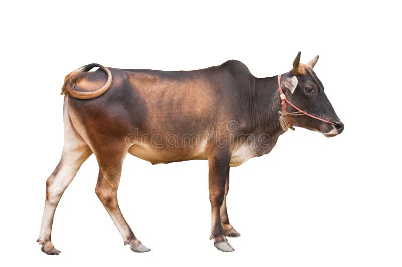 Young ox standing stock image. Image of asian, brown - 27230055