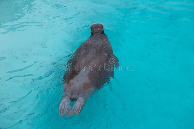 Young Pacific Walrus Swimming in Turquoise Water Stock Image - Image of ...