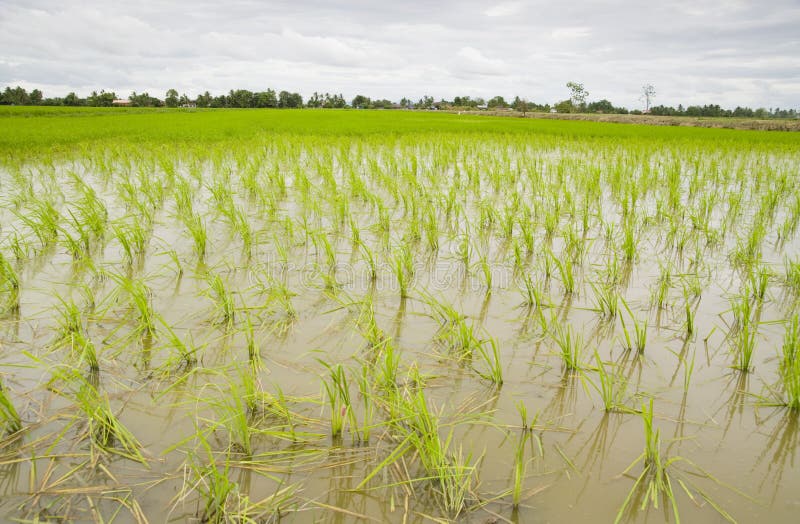 Young Paddy stock photo. Image of food, nature, nurture - 13801852