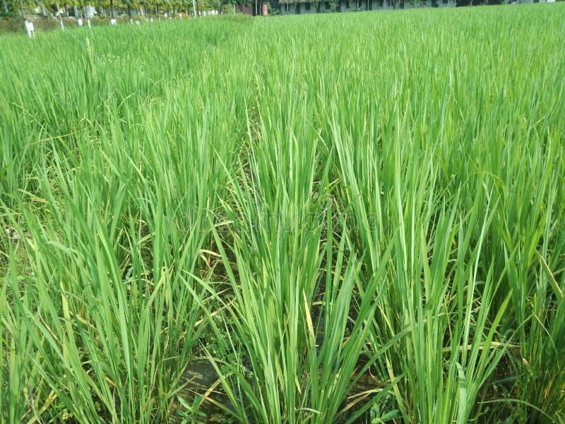 Young Paddy Rice on Fields Rice Fields of Farmland Stock Image - Image ...