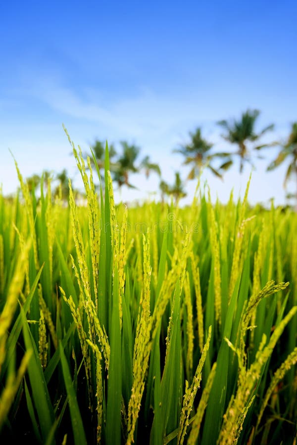 Paddy Stalks in Field - Series 2 Stock Photo - Image of asia, grains ...