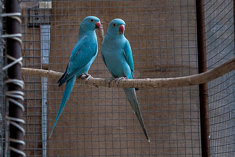 A Young Pair of Alexander Parakeets Stock Image - Image of blue, flying ...