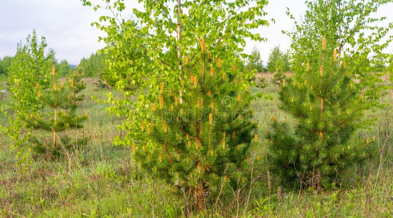 Young pale green pines. stock photo. Image of season - 68073396